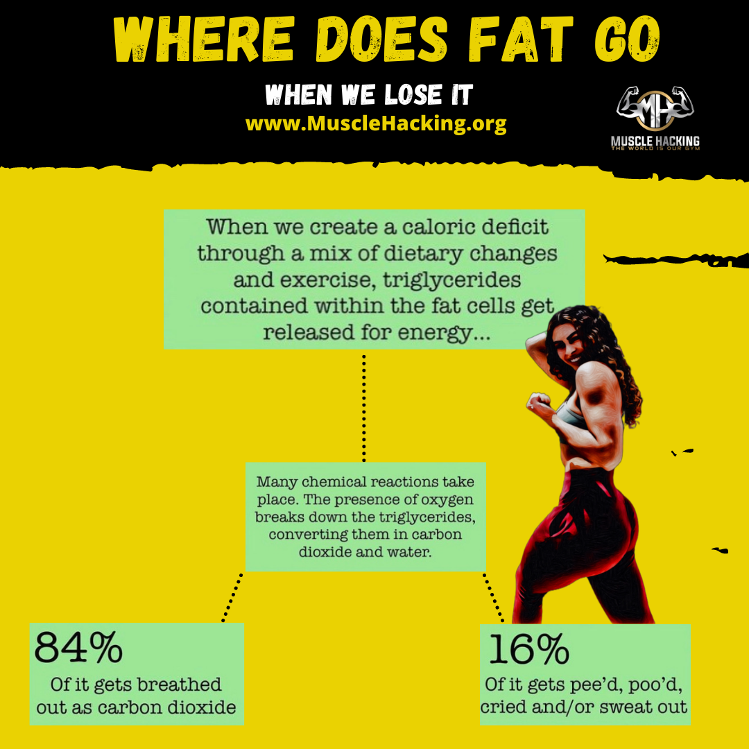 Where Does Fat Go?